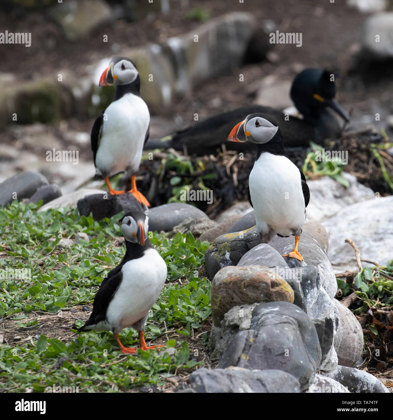 Three puffins standing on rocky cliff with Shag on nest Stock Photo - Alamy