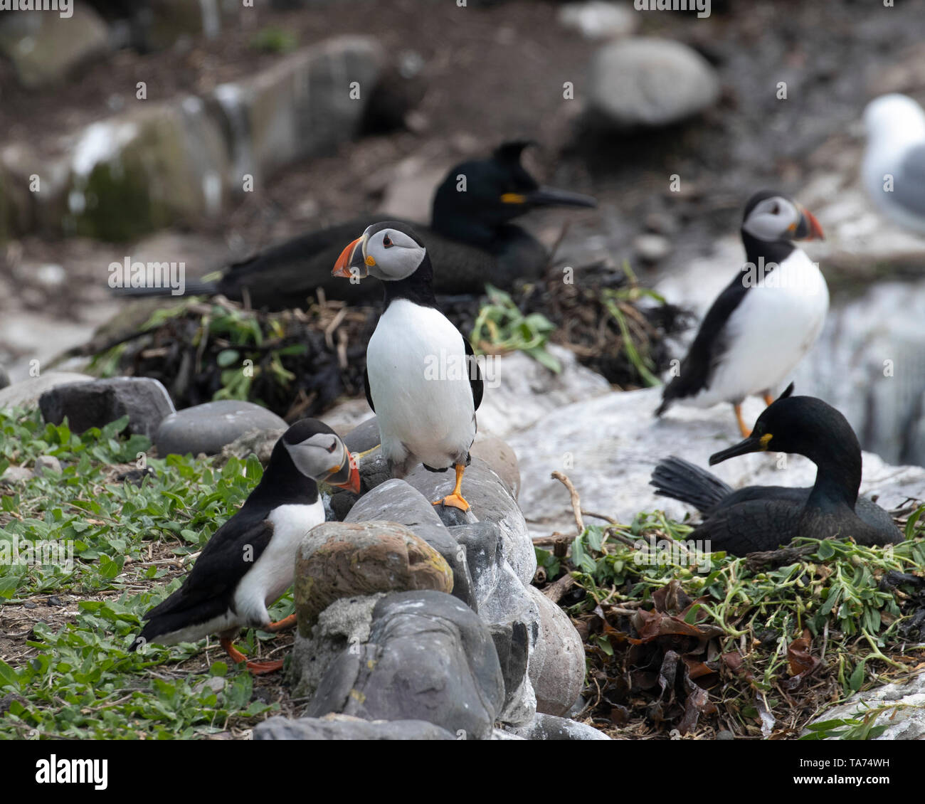 Three puffins standing on rocky cliff with Shag on nest Stock Photo - Alamy