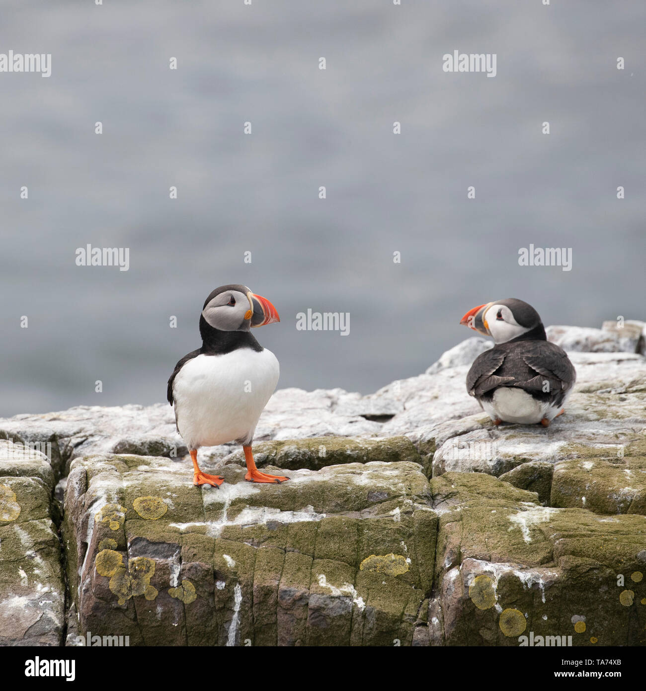 Two puffins standing on rocky ledge of sea cliff Stock Photo - Alamy
