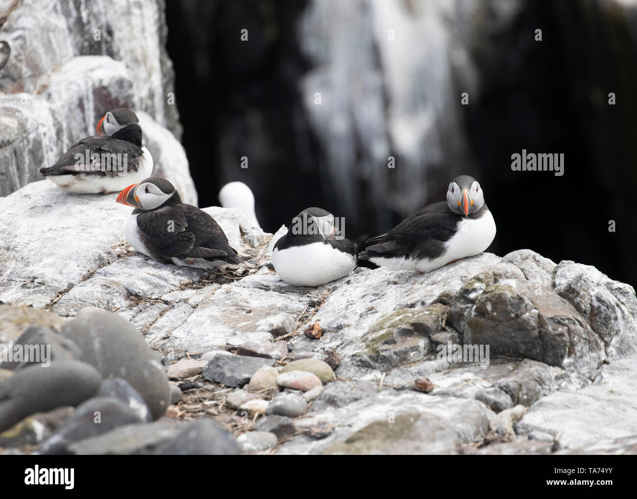 Three puffins on rocks hi-res stock photography and images - Alamy