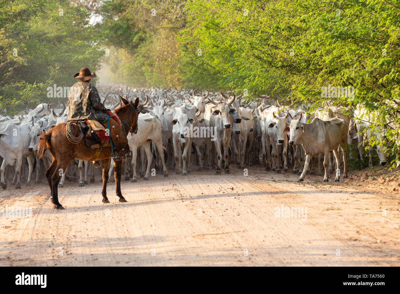 a herd of cattle driven by a cowboy Stock Photo - Alamy