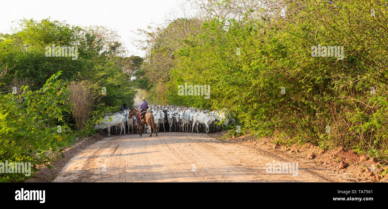 Cattle paraguay south america hi-res stock photography and images - Alamy