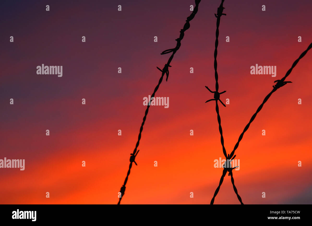 Barbed wire strands with sunset sky as background Stock Photo - Alamy