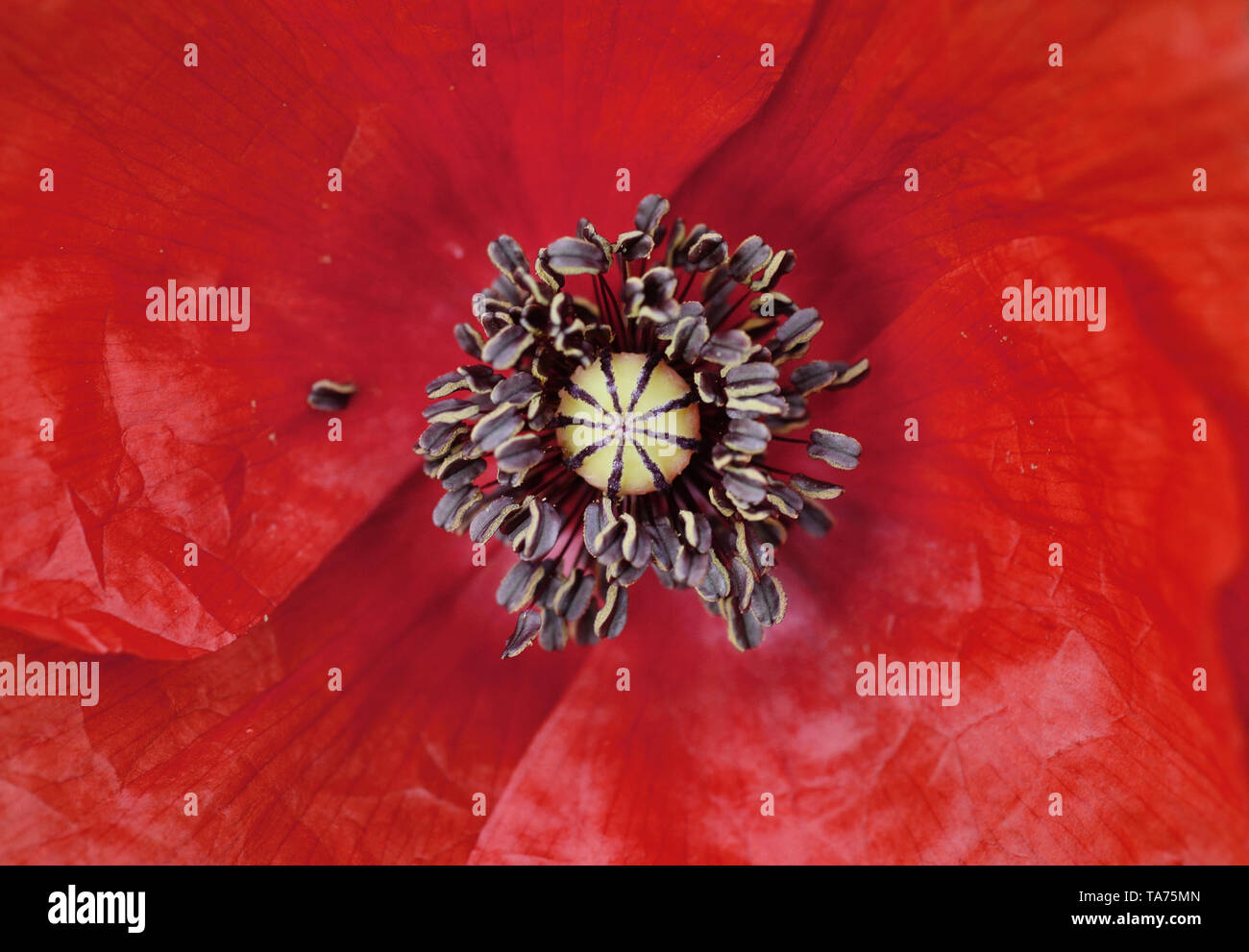 Abstract flower center detail hi-res stock photography and images - Alamy