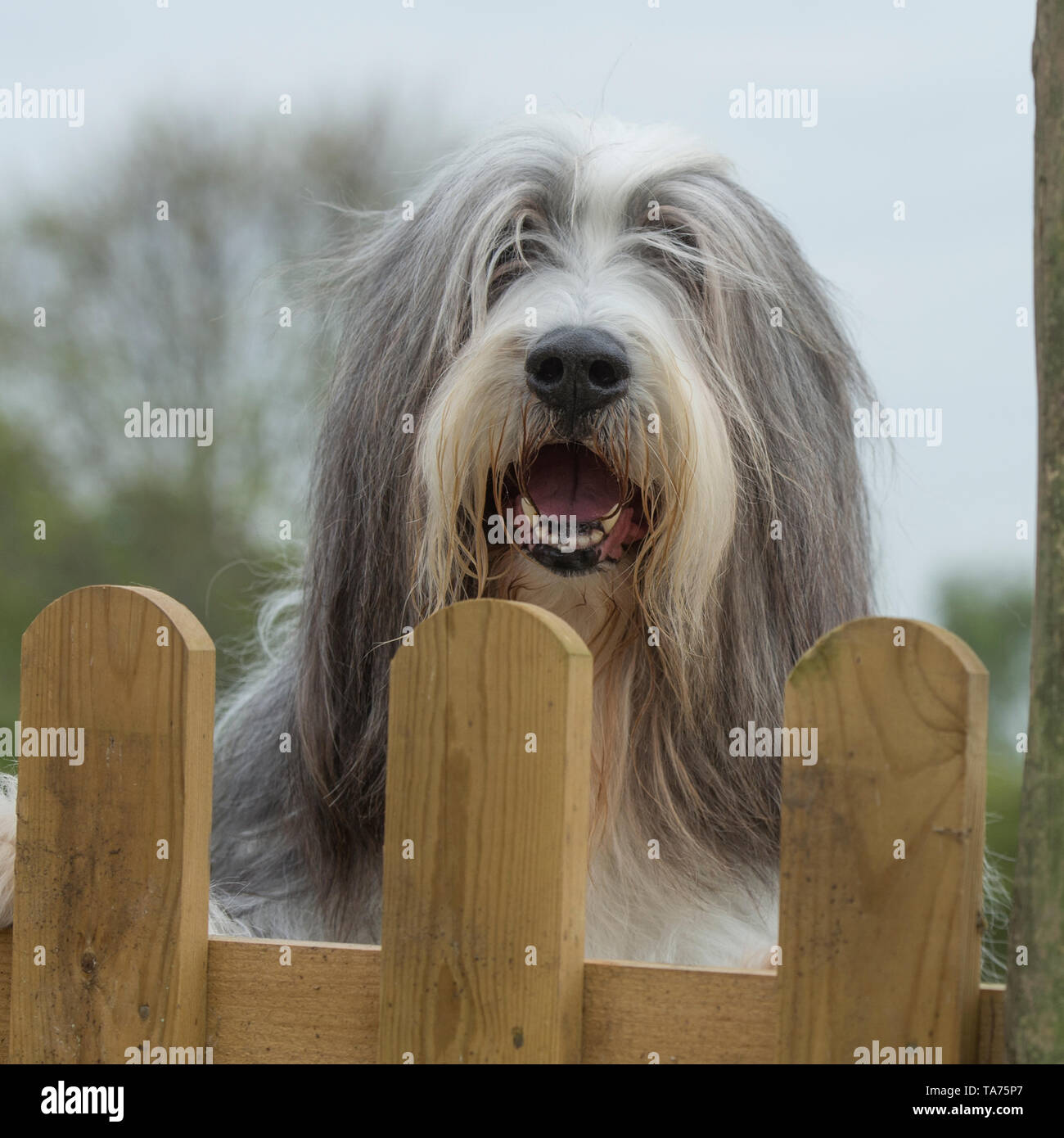 Bearded hi-res stock photography and images - Alamy