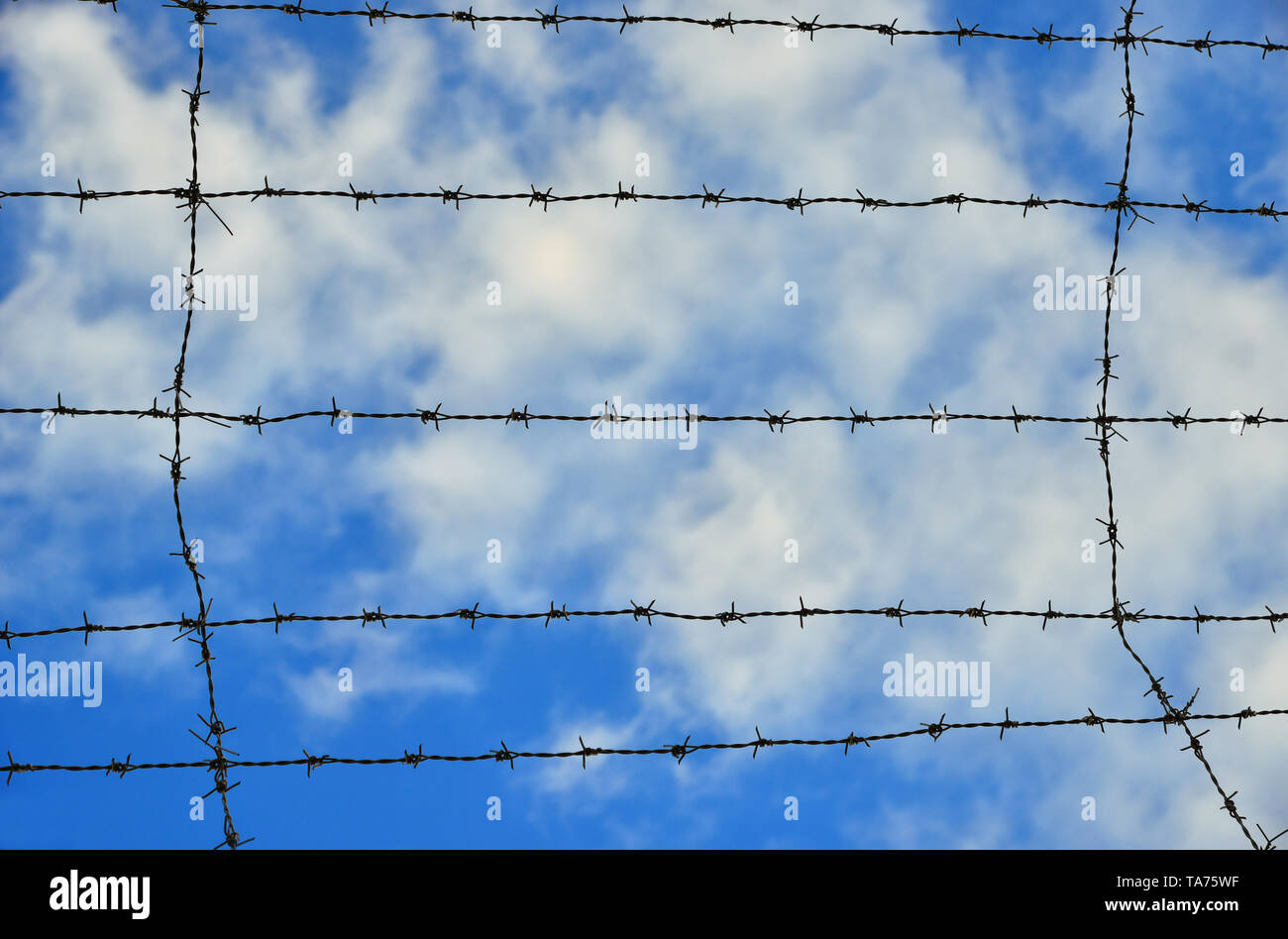 Barbed wire strands with azure sky and white clouds as background Stock ...