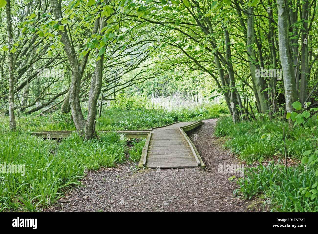 Forest path with boardwalk surrounded by trees and a thick green ground ...