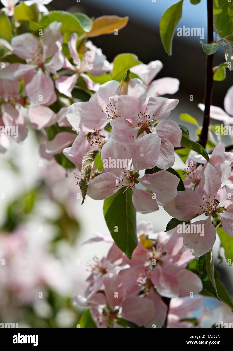 Ornamental apple tree hi-res stock photography and images - Alamy