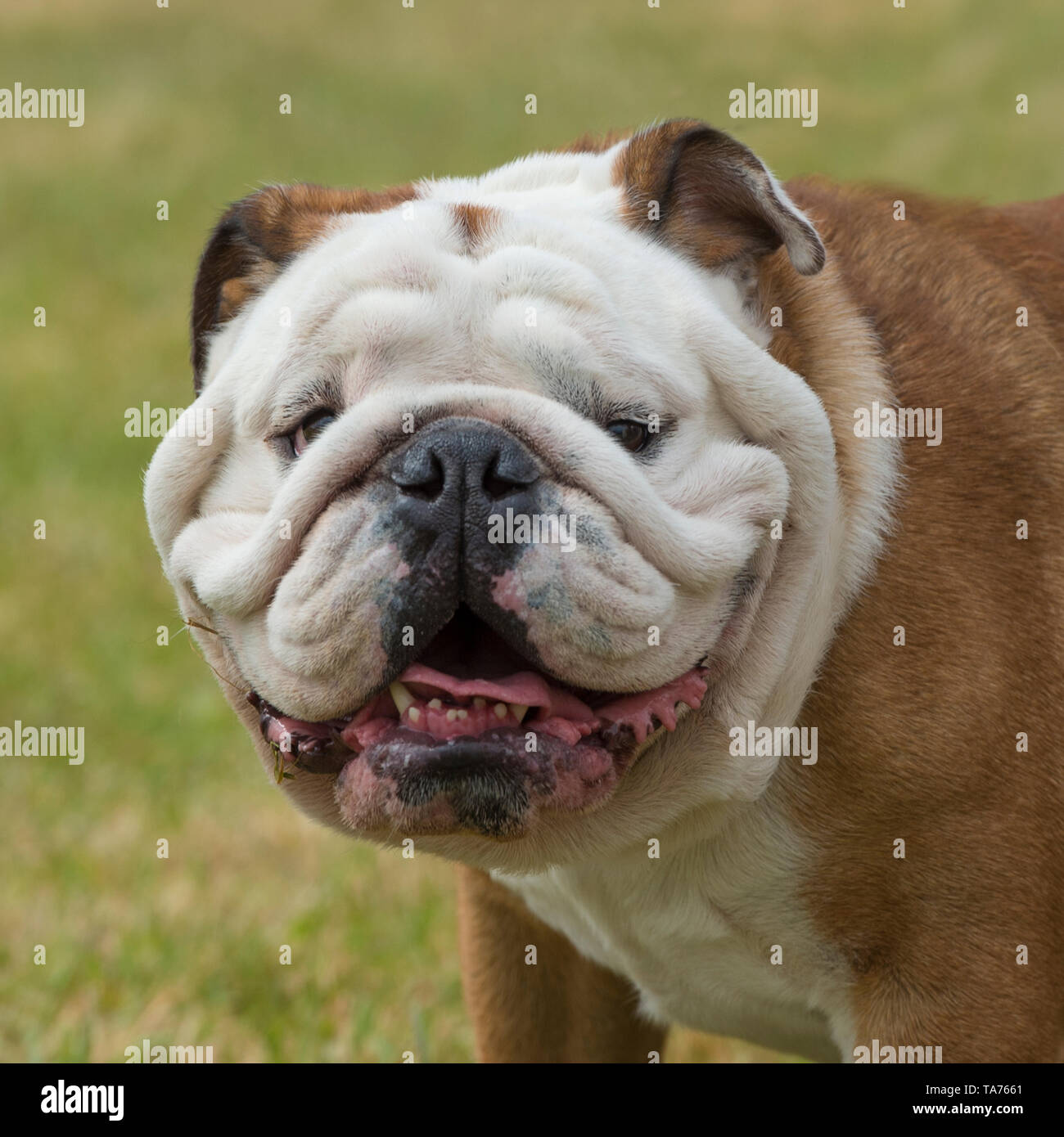 Churchill the dog hi-res stock photography and images - Alamy
