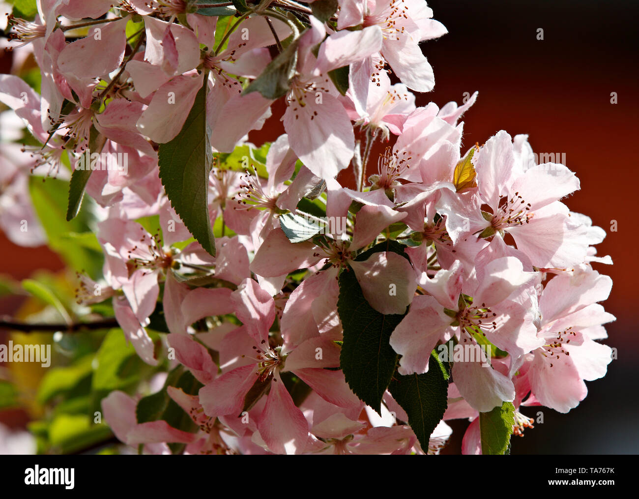 Beautiful ornamental apple tree blooming with pink flowers in spring ...