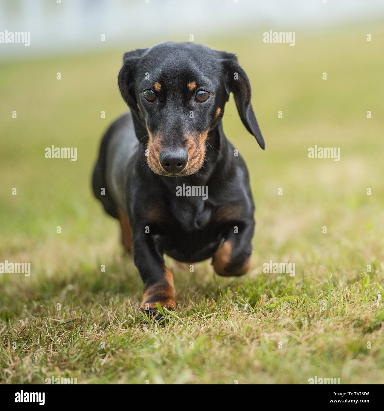 miniature smooth haired dachshund Stock Photo - Alamy