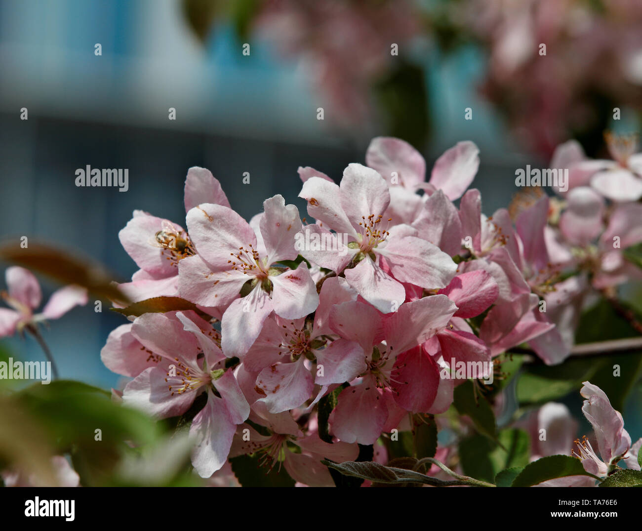 Ornamental apple tree hi-res stock photography and images - Alamy