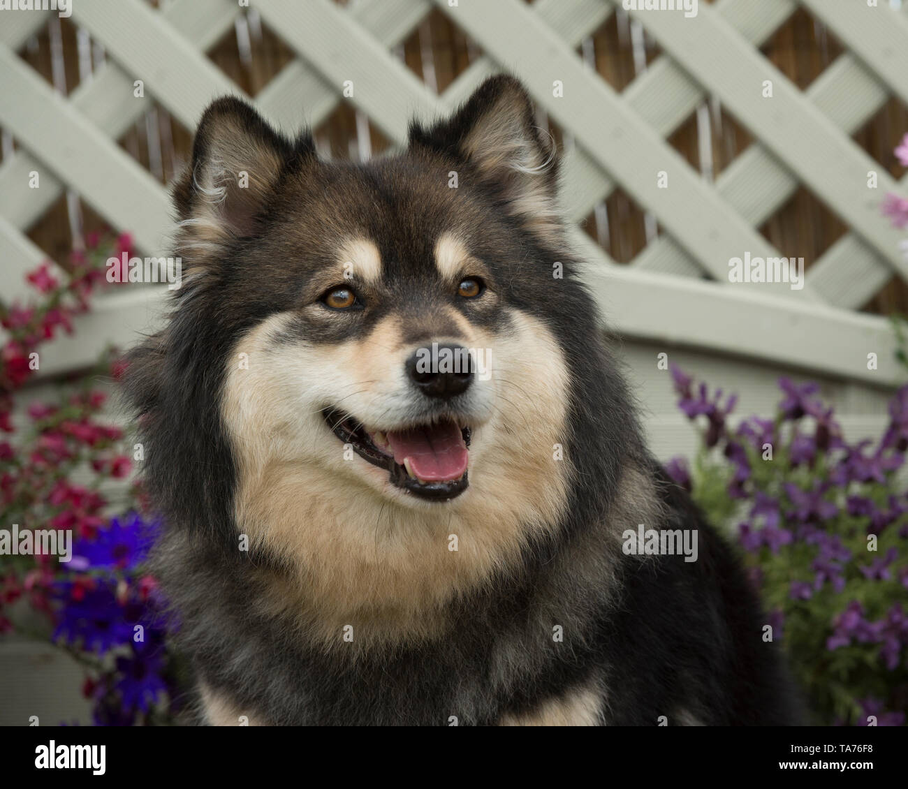 Finnish lapphund hi-res stock photography and images - Alamy