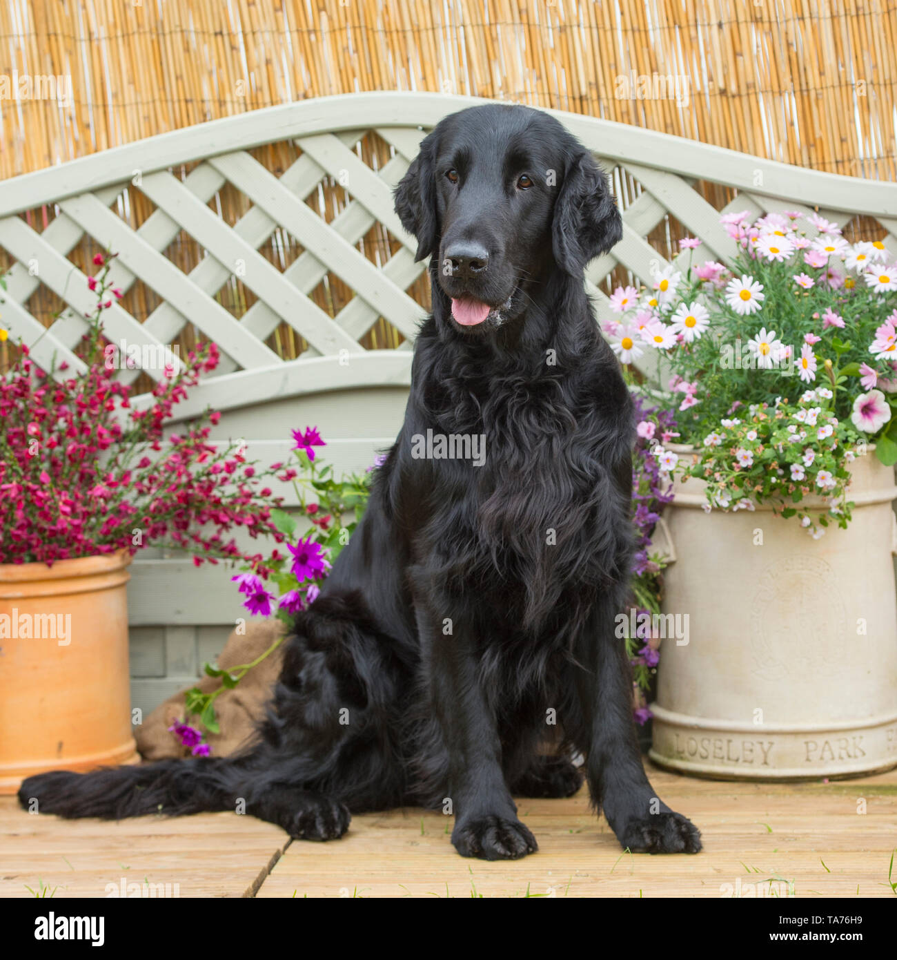flat coated retriever Stock Photo - Alamy