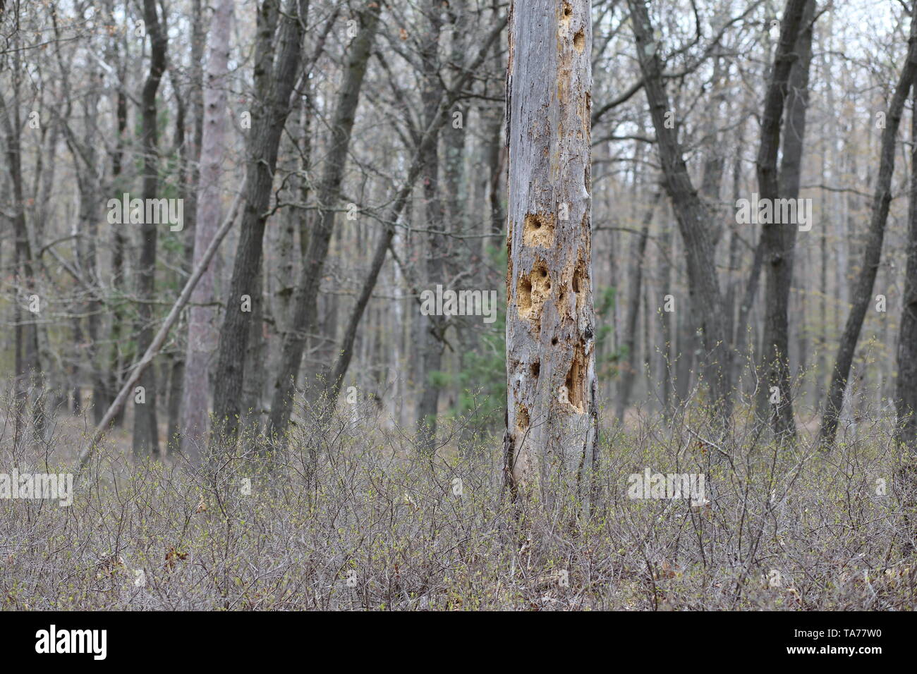 Tree trunk hollow opening hi-res stock photography and images - Alamy