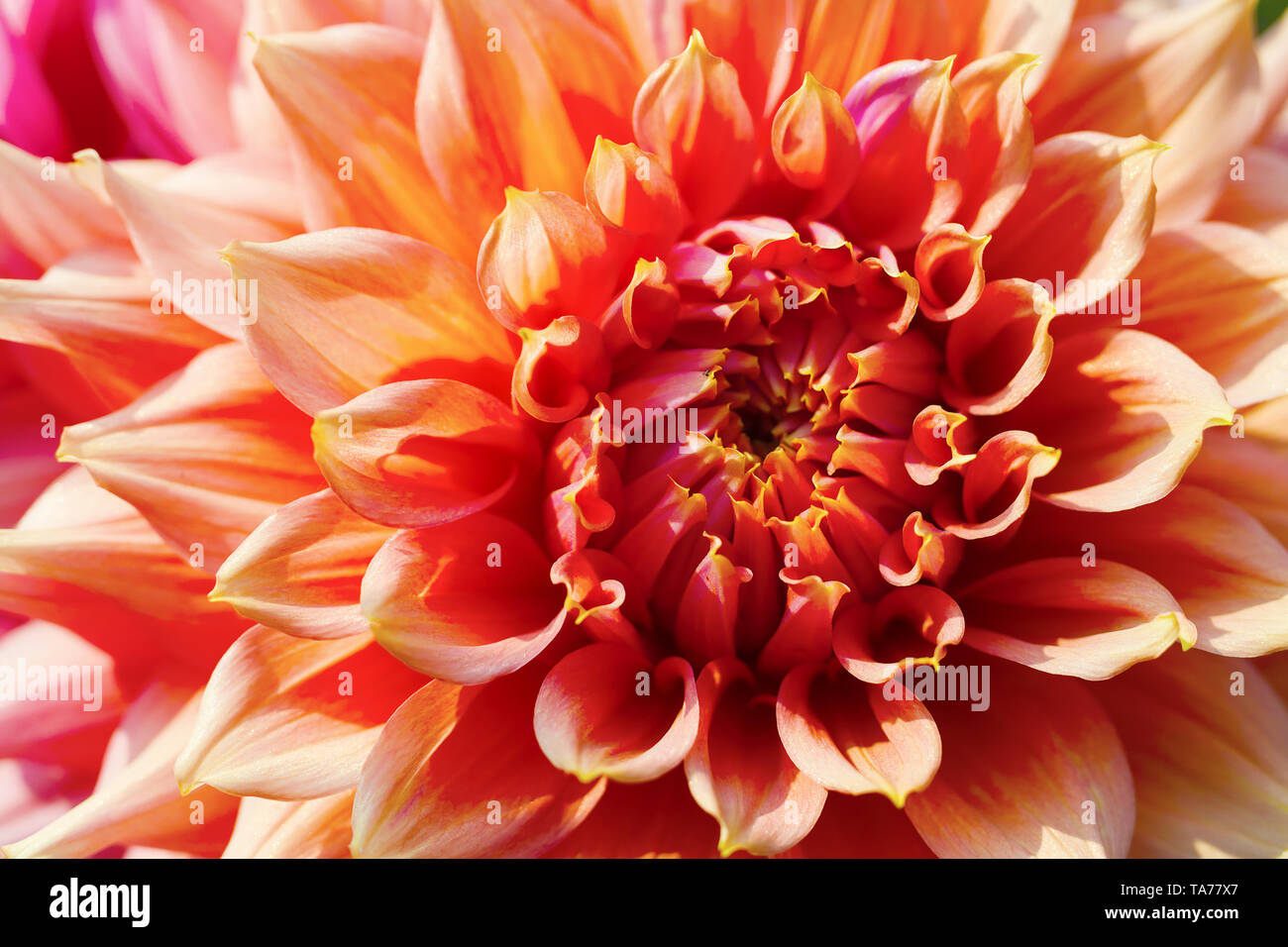 Big dahlias hi-res stock photography and images - Alamy