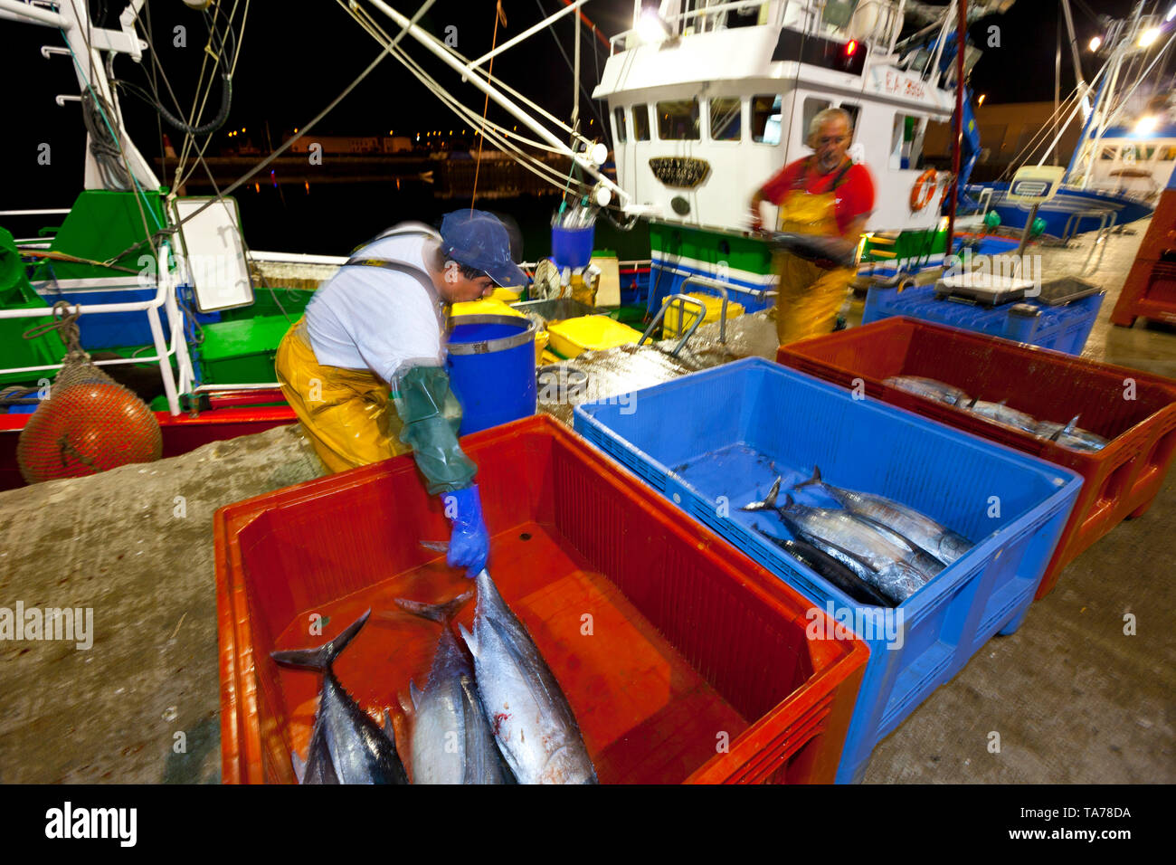 ALBACORE - BONITO DEL NORTE O ATÚN BLANCO (Thunnus alalunga), Santoña ...