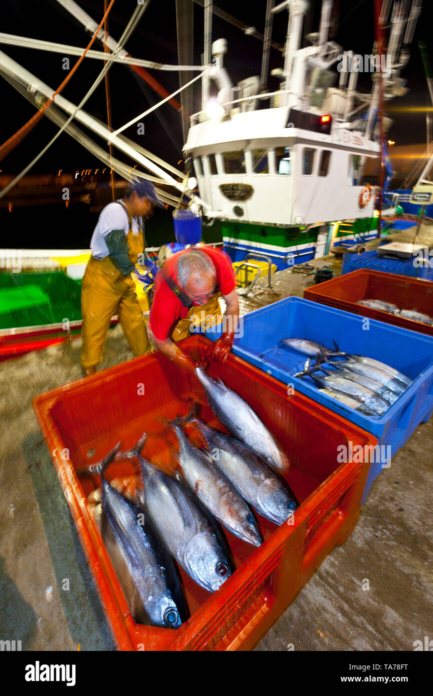 Albacore bonito del norte hi-res stock photography and images - Alamy