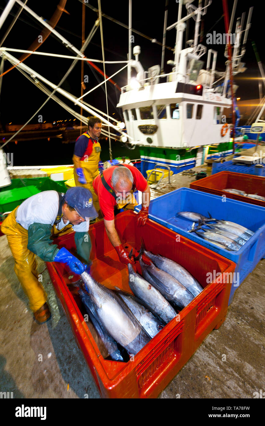 Albacore bonito del norte hi-res stock photography and images - Alamy