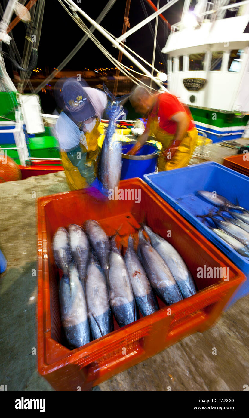 Albacore bonito del norte hi-res stock photography and images - Alamy