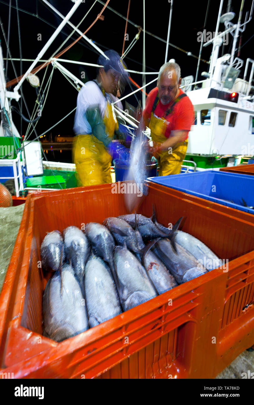 Albacore bonito del norte hi-res stock photography and images - Alamy