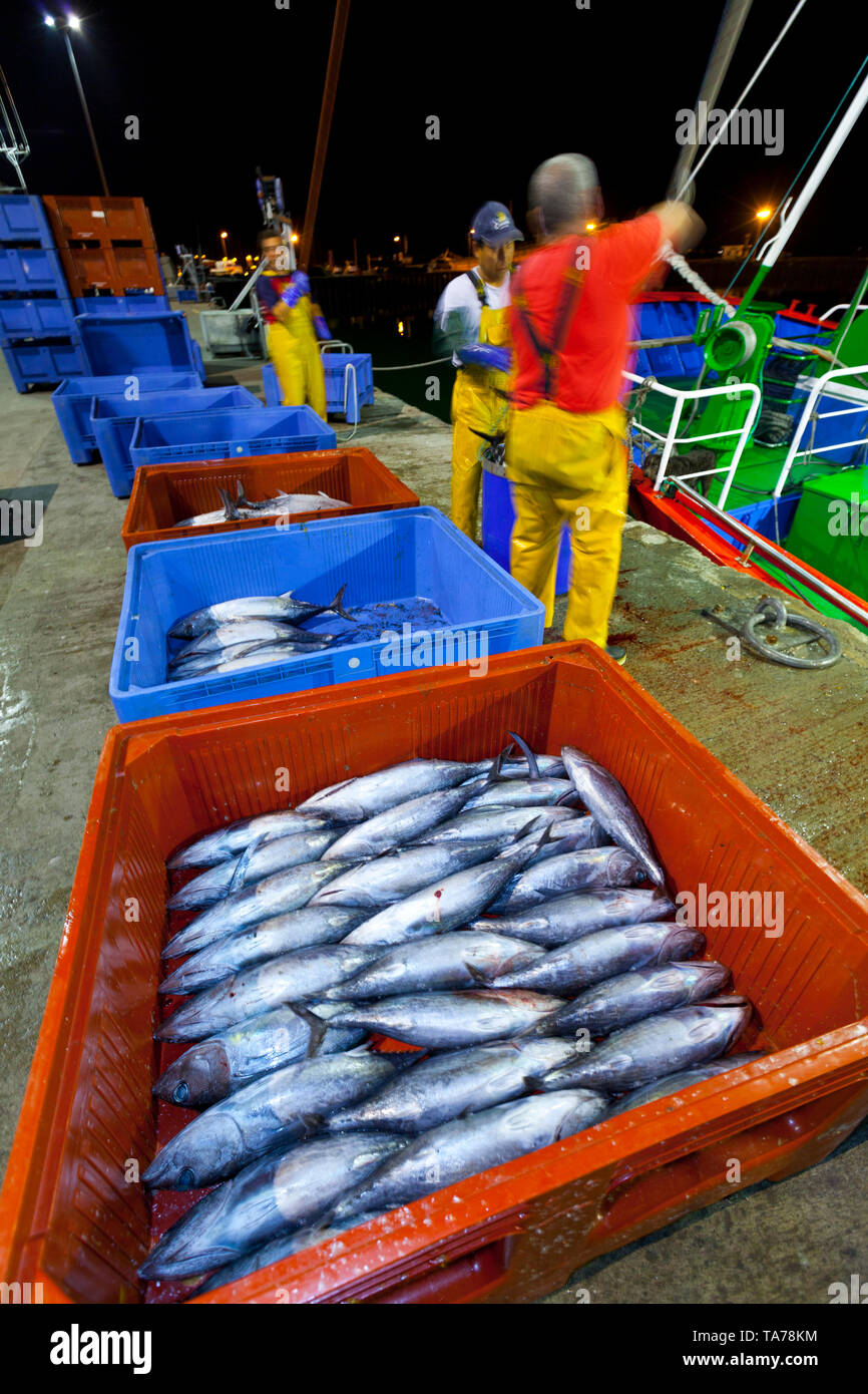 Albacore bonito del norte hi-res stock photography and images - Alamy