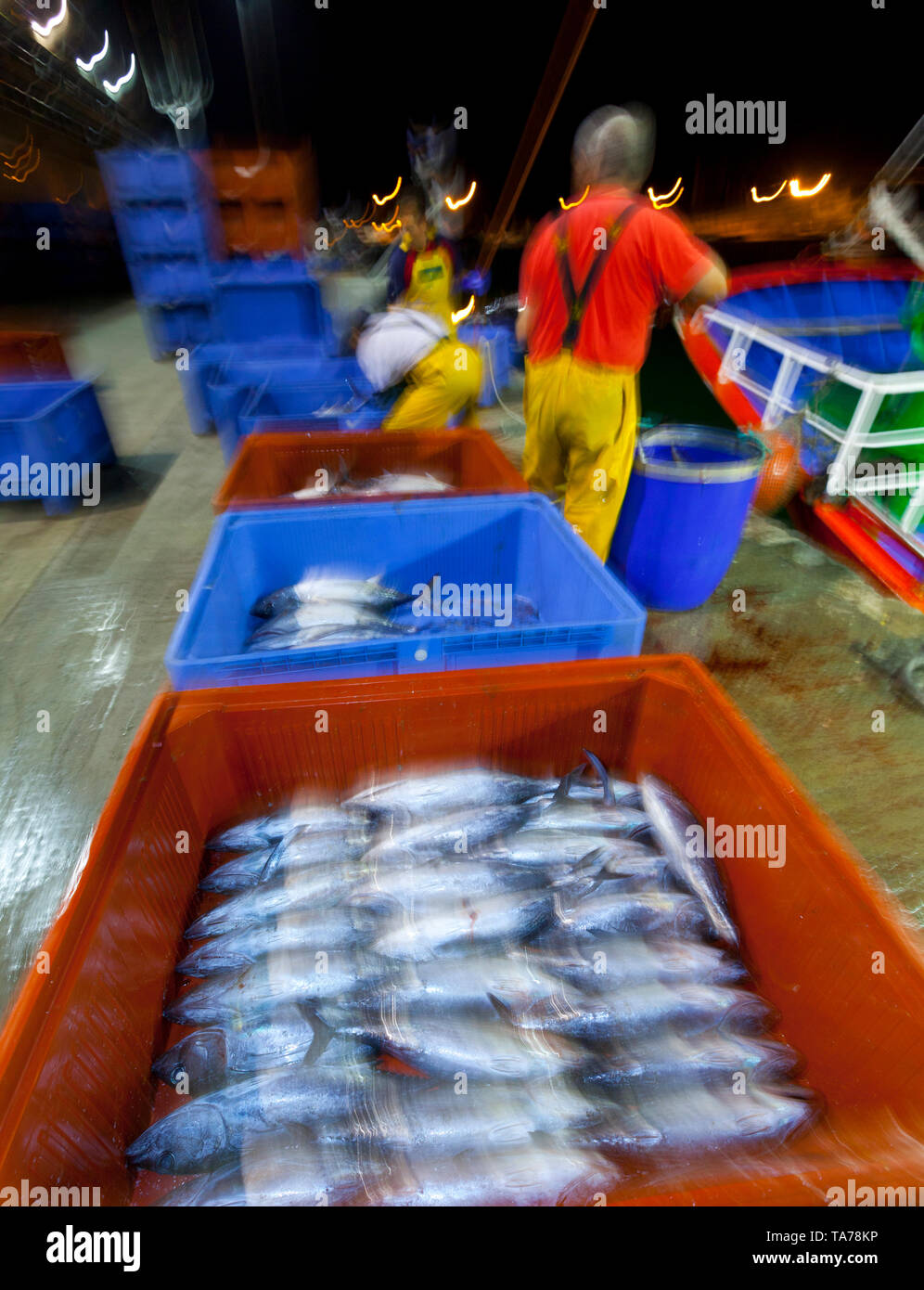 Bonito del norte hi-res stock photography and images - Alamy