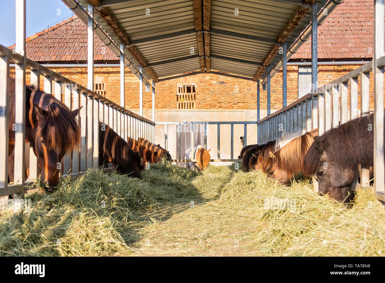 Icelandic Horse. Horses eating hay in an open stable. Austria Stock ...