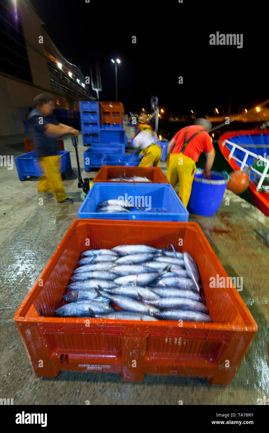 Albacore bonito del norte hi-res stock photography and images - Alamy