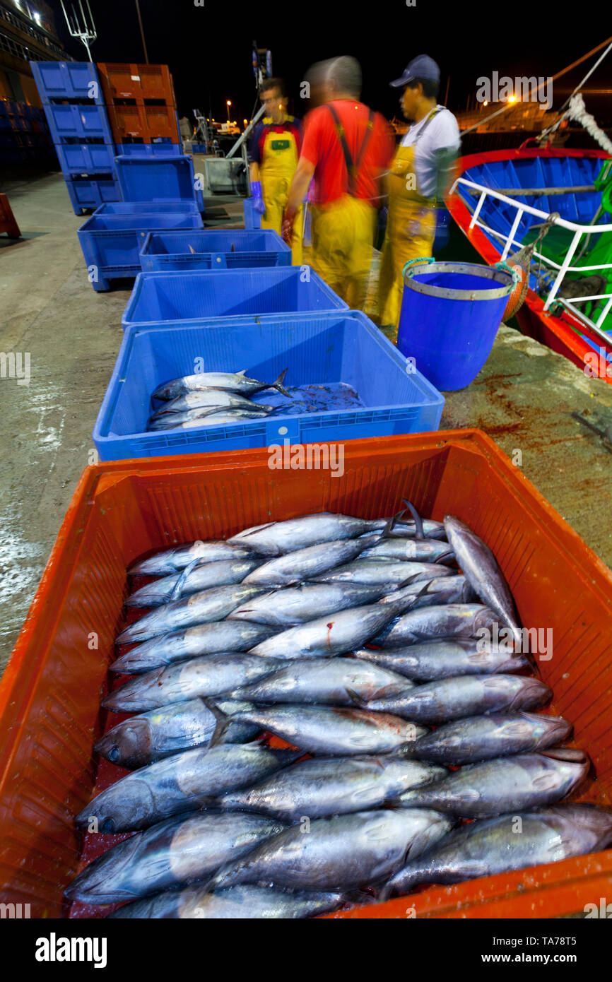 Bonito del norte hi-res stock photography and images - Alamy