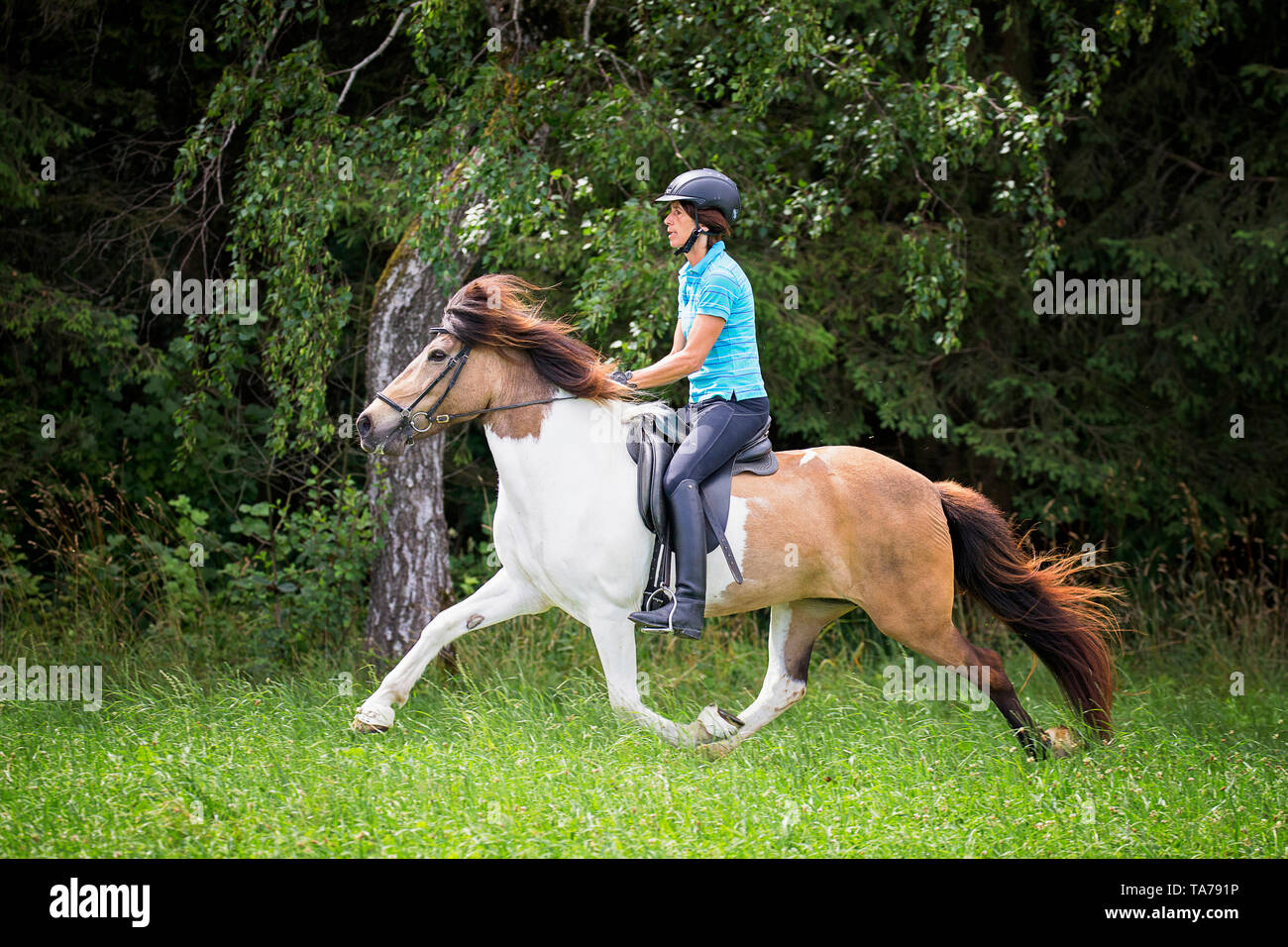 Icelandic Horse. Pinto mare being ridden at the flying pace. Austria ...