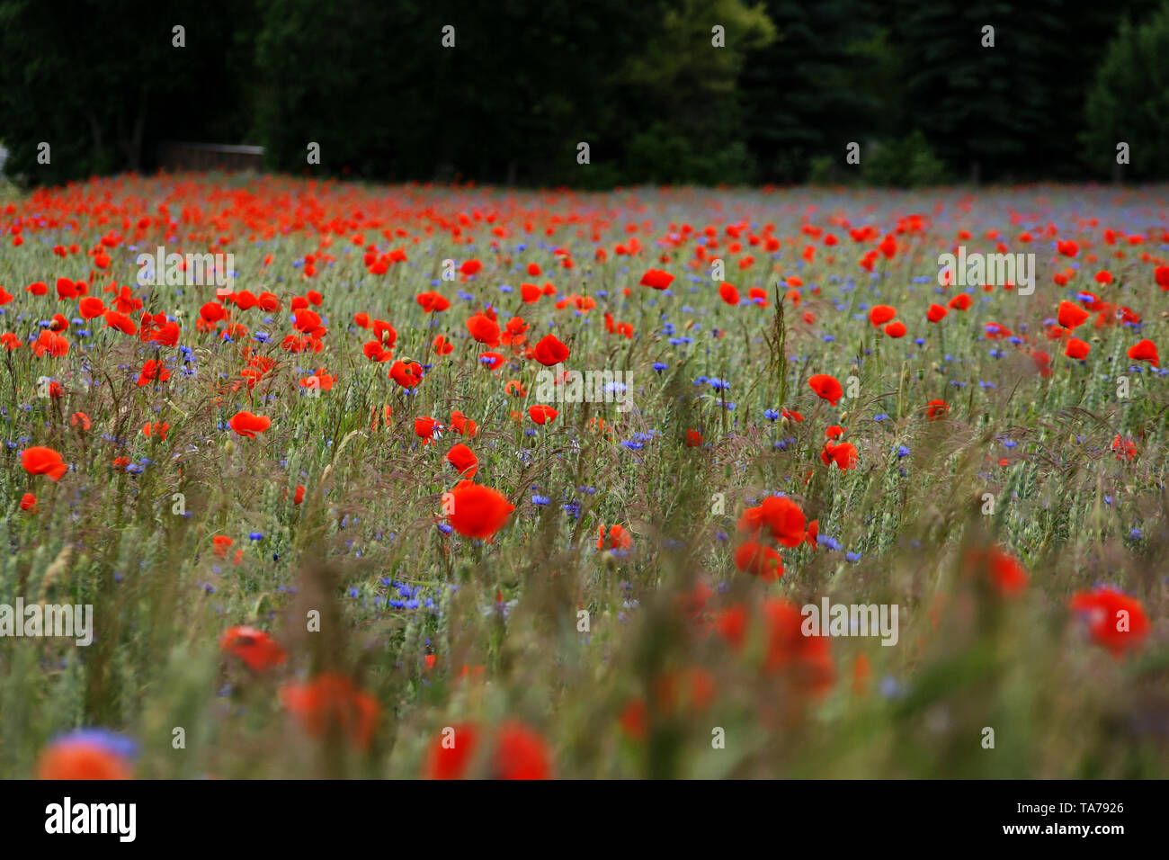 Germany Thüringen Mohnfeld Stock Photo - Alamy