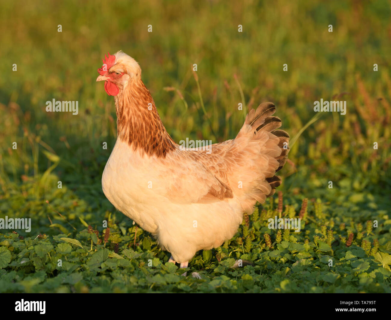 Standing hen hi-res stock photography and images - Alamy