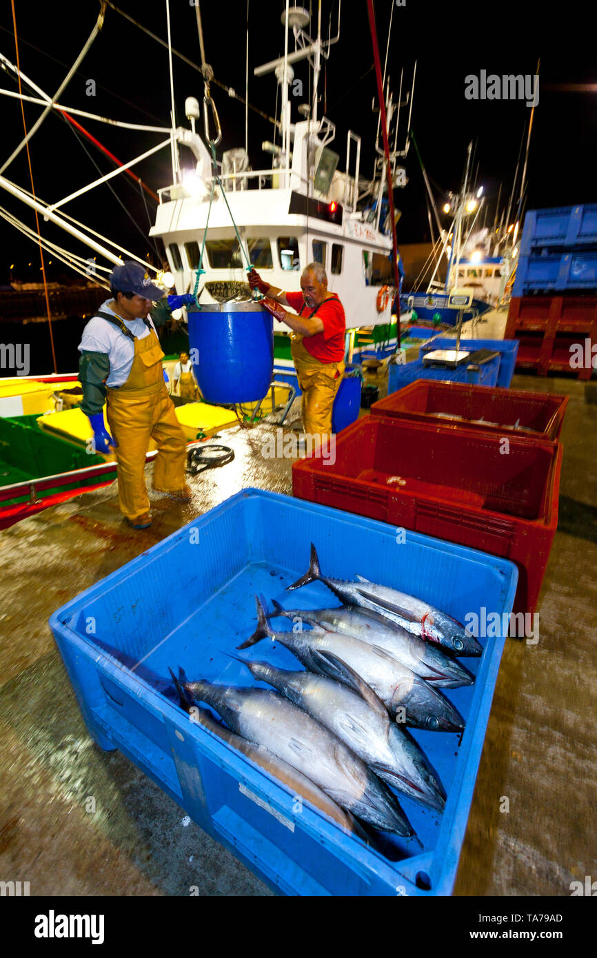 Albacore bonito del norte hi-res stock photography and images - Alamy