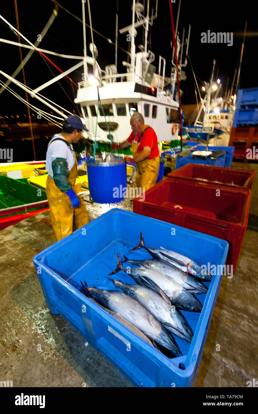 Atún del norte hi-res stock photography and images - Alamy