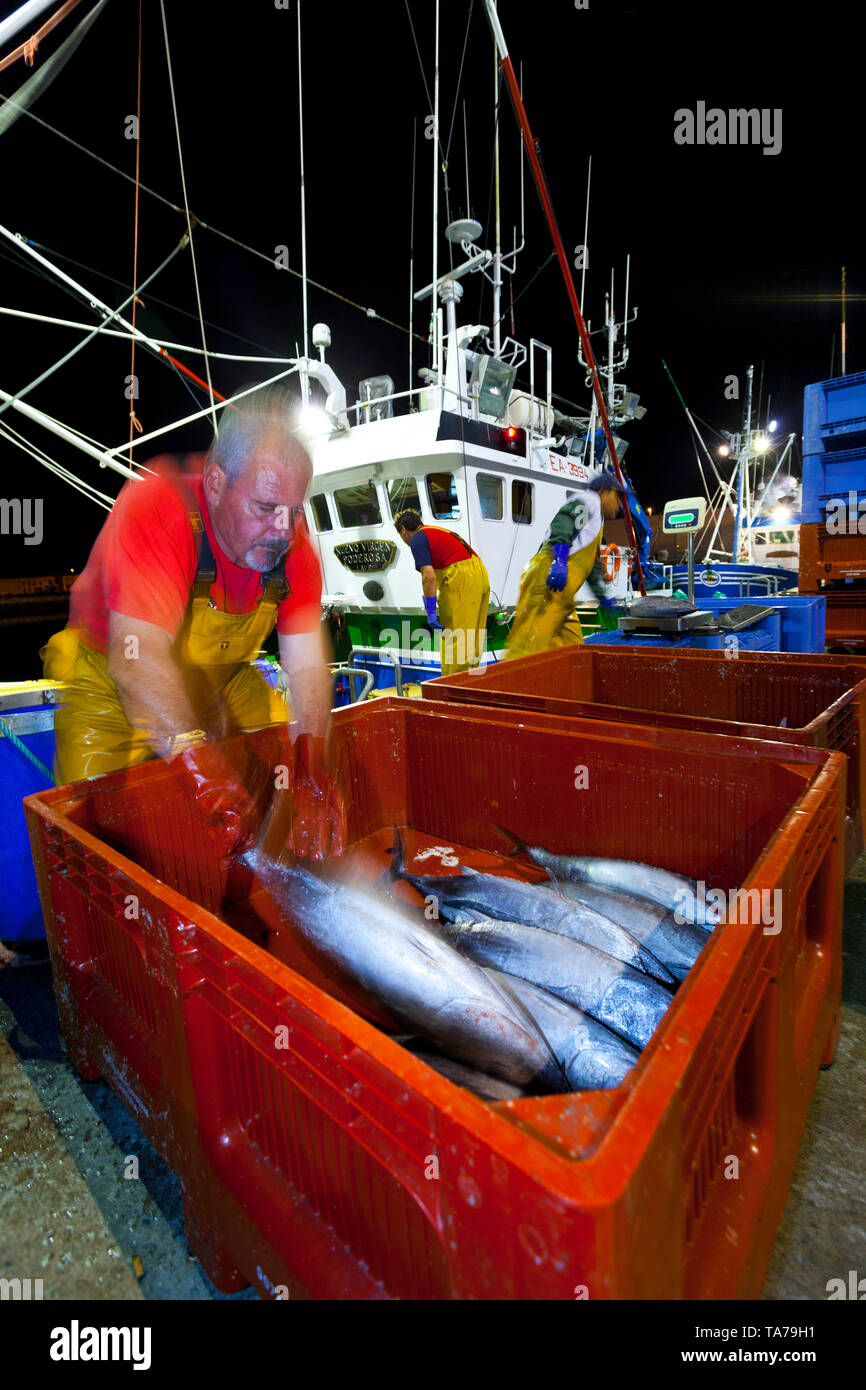 Atún del norte hi-res stock photography and images - Alamy