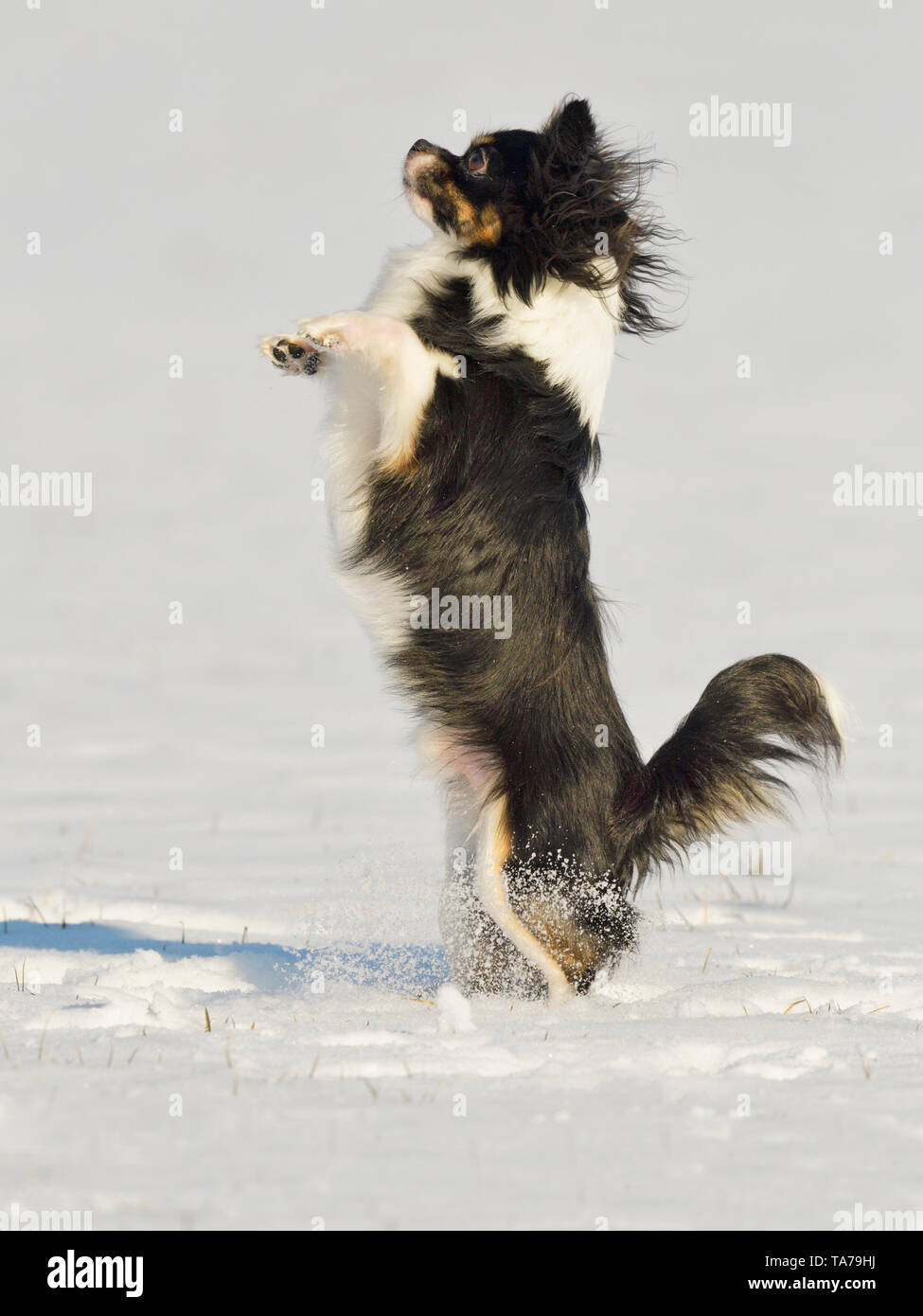 Adult standing upright hi-res stock photography and images - Alamy