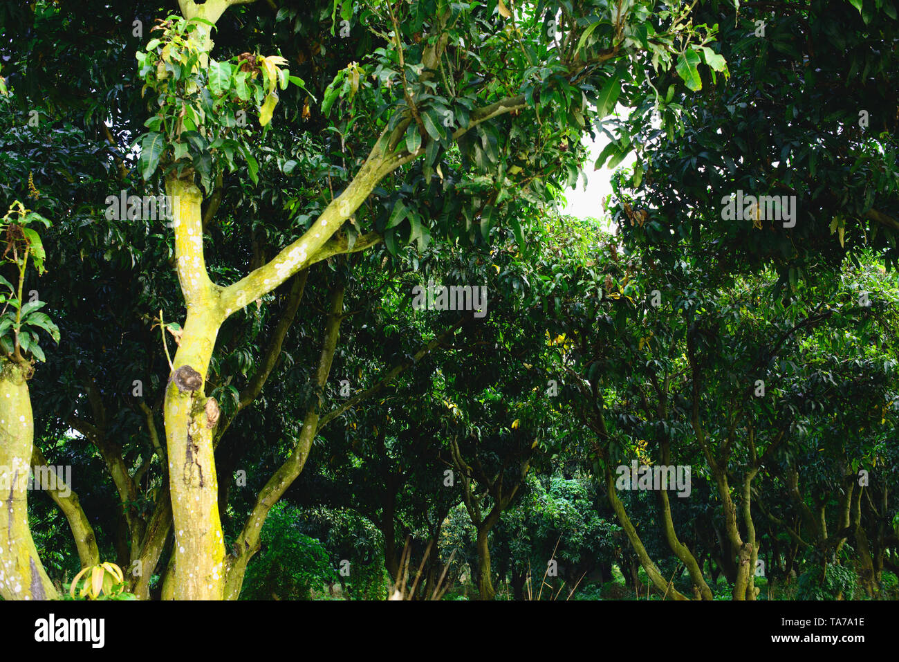 Mango trees, orchard or little forest. Agricultural concept Stock Photo ...