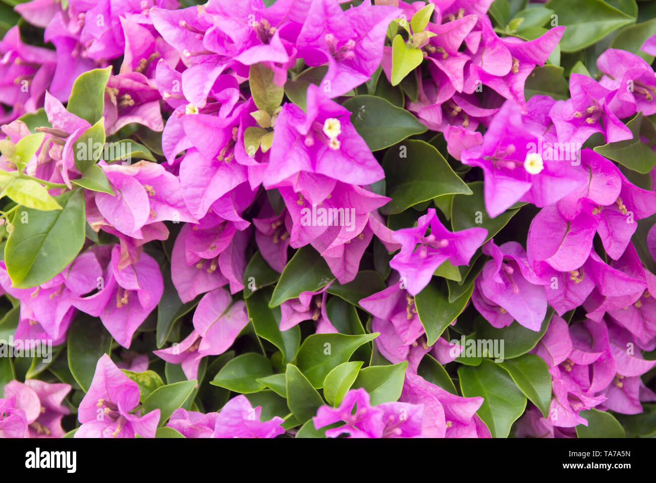 Purple magenta flowers hi-res stock photography and images - Alamy