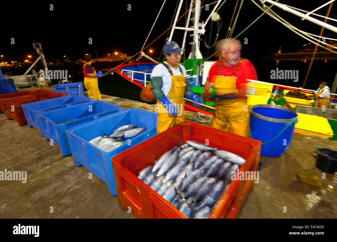ALBACORE - BONITO DEL NORTE O ATÚN BLANCO (Thunnus alalunga), Santoña ...