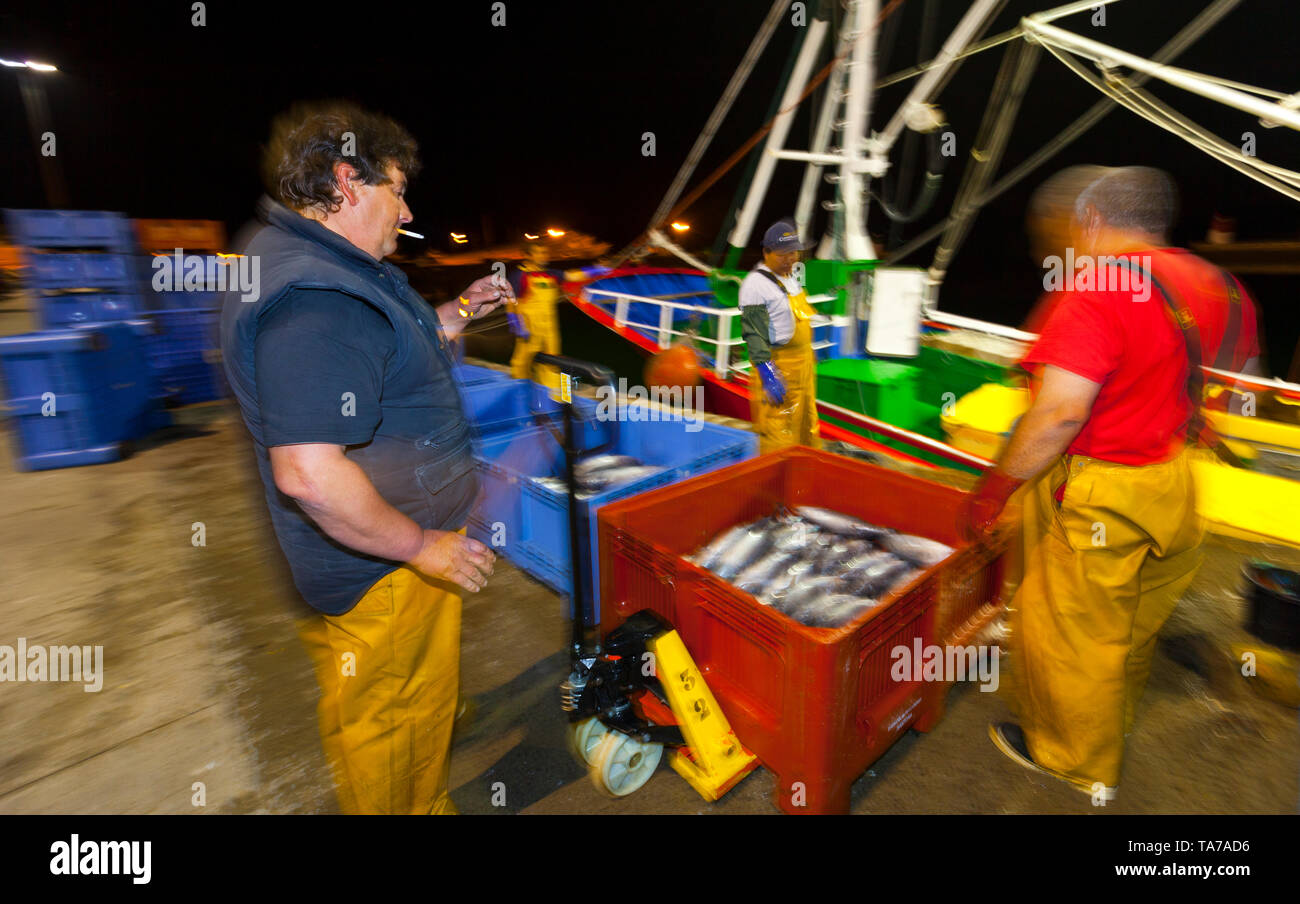 Atún del norte hi-res stock photography and images - Alamy