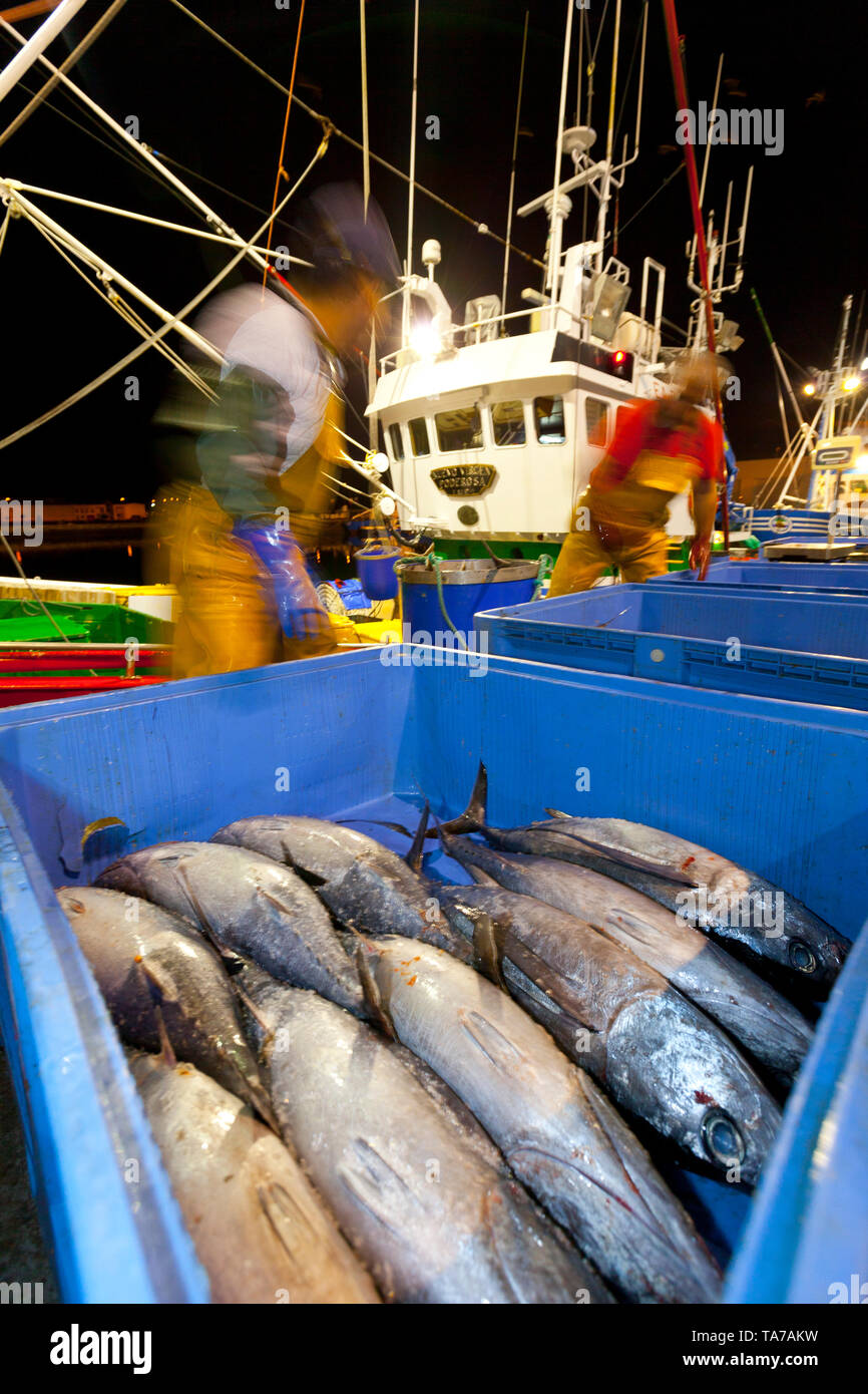 Albacore bonito del norte hi-res stock photography and images - Alamy