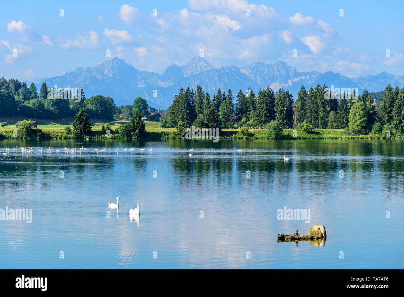 Summer morning at the idyllic Lech lake near Lechbruck in bavaria Stock ...