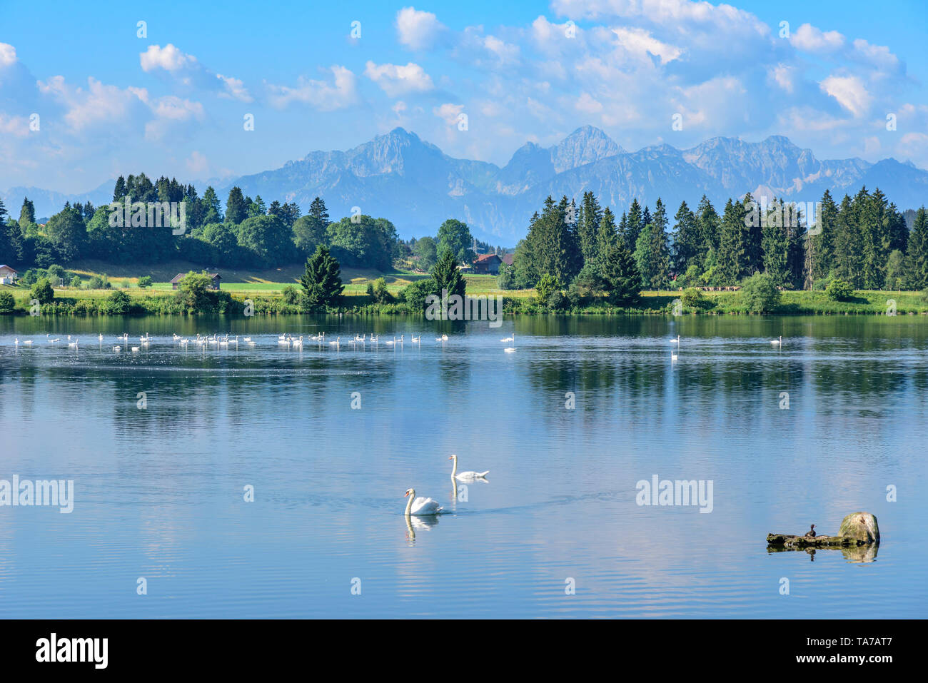 Summer morning at the idyllic Lech lake near Lechbruck in bavaria Stock ...