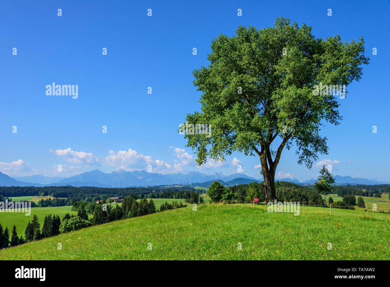 Solid tree hi-res stock photography and images - Alamy