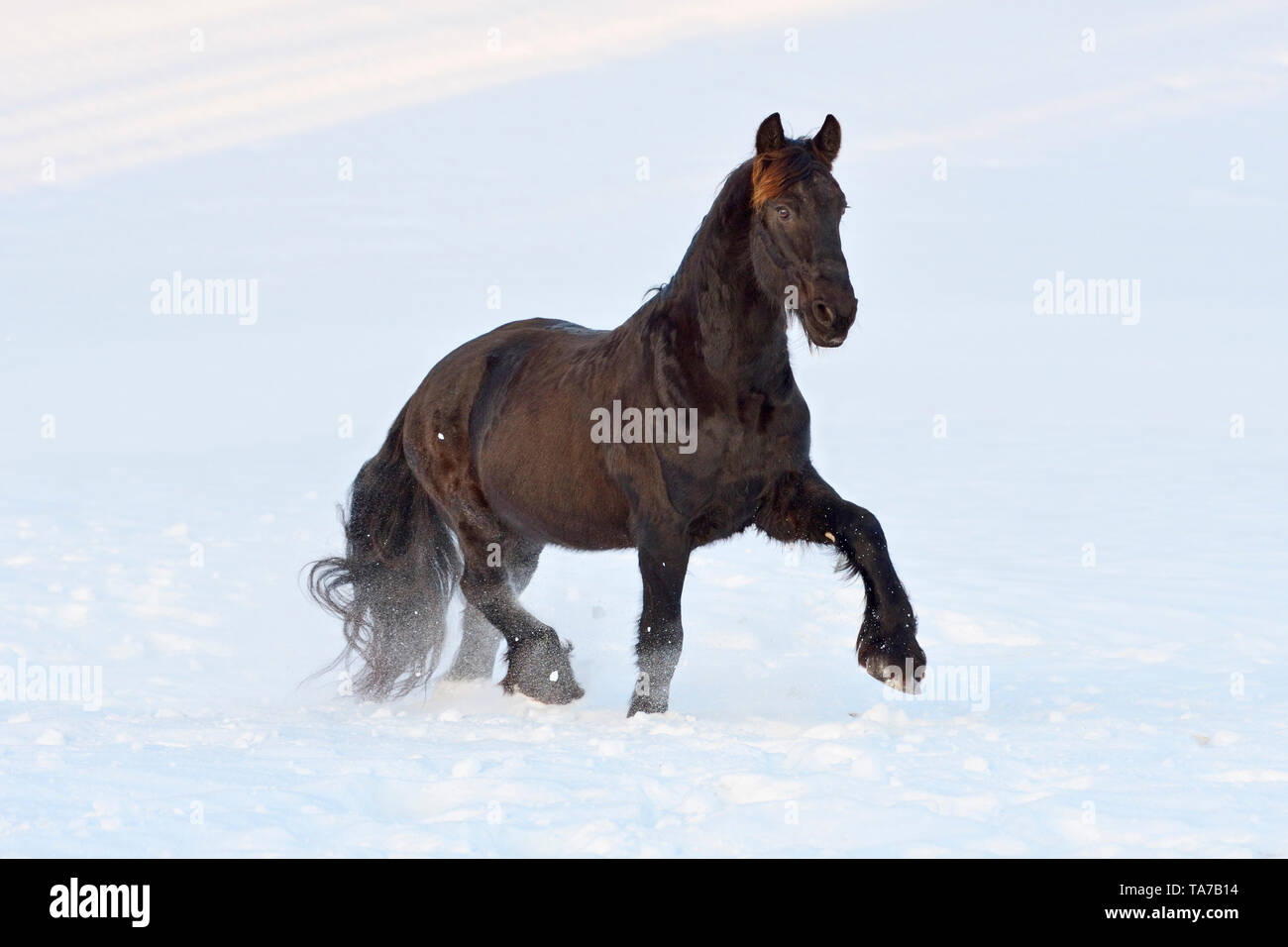 Friesian horse snow winter High Resolution Stock Photography and Images ...