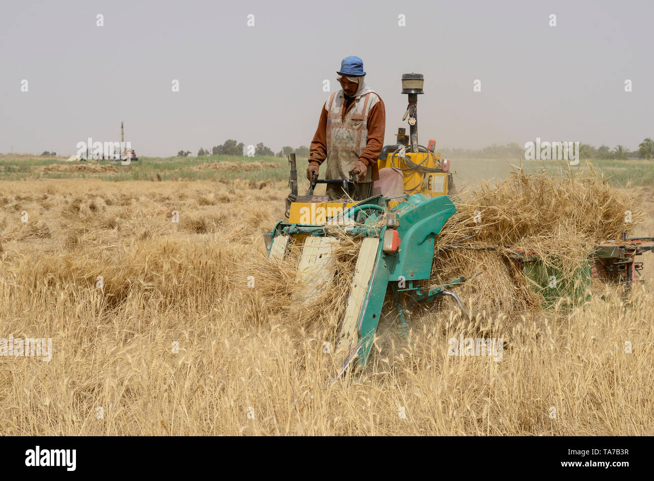 EGYPT, Oasis Farafra, desert farming, small scale farmer harvest wheat ...
