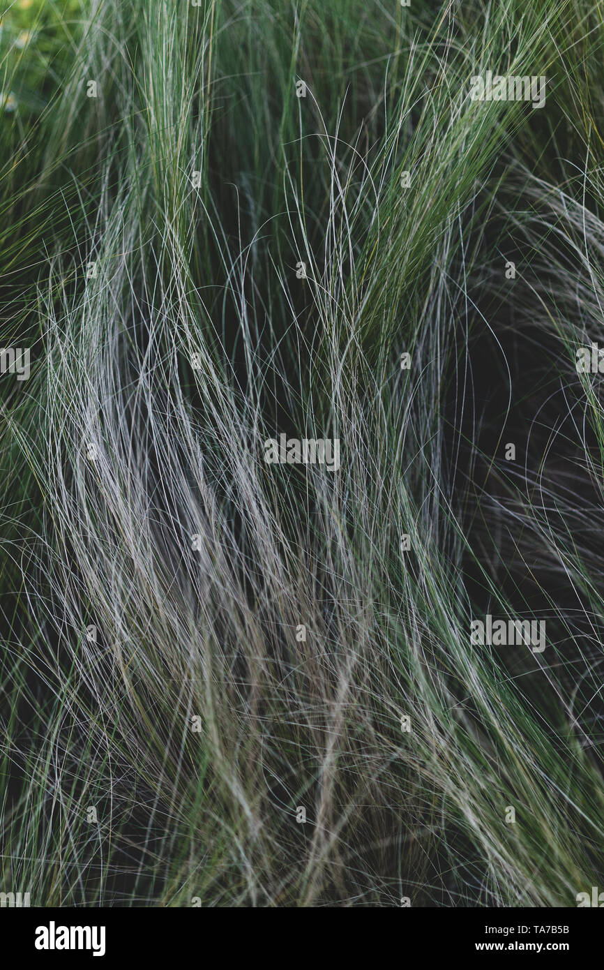 Plant root hairs hi-res stock photography and images - Alamy