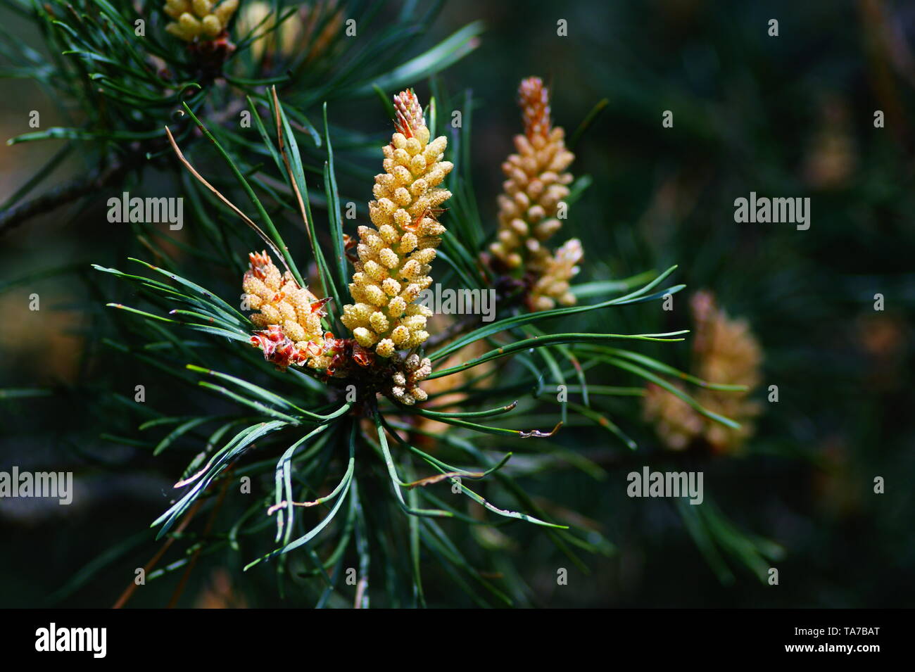pine cones on the pine tree, spring season Stock Photo - Alamy