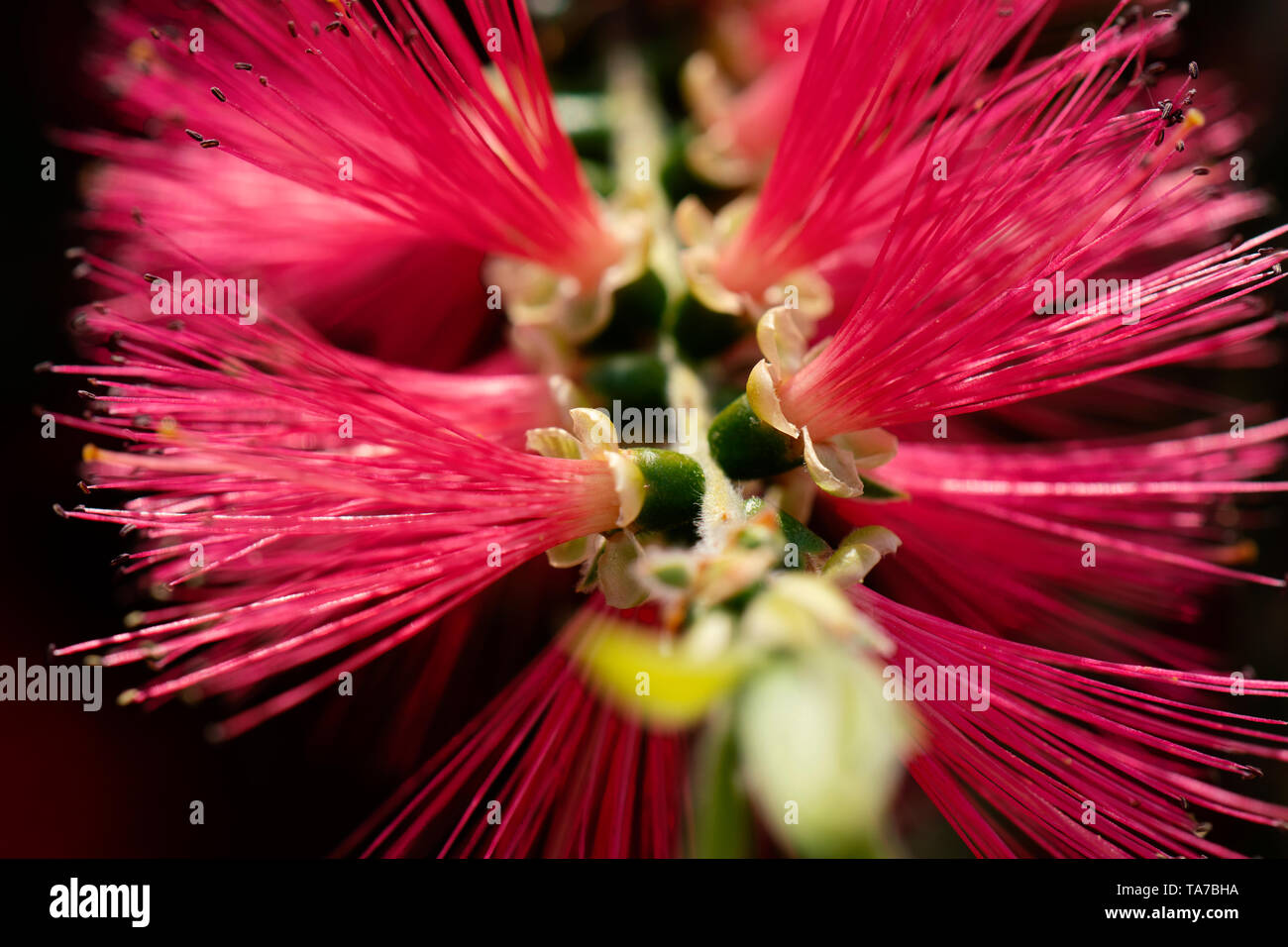 In macro photography is a Dwarf Bottlebrush Myrtaceae or Callistemon ...